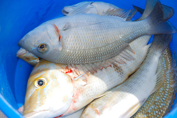 Deep-Sea Fishing & Fresh Fish Barbeque – Persian Gulf – IshitaUnblogged