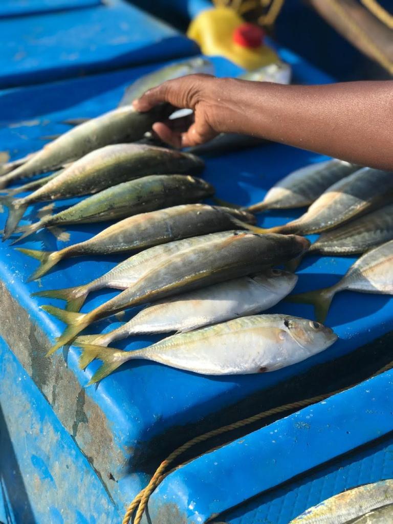 Kovalam Beach | Buying fish at the seashore and a recipe of Beer ...